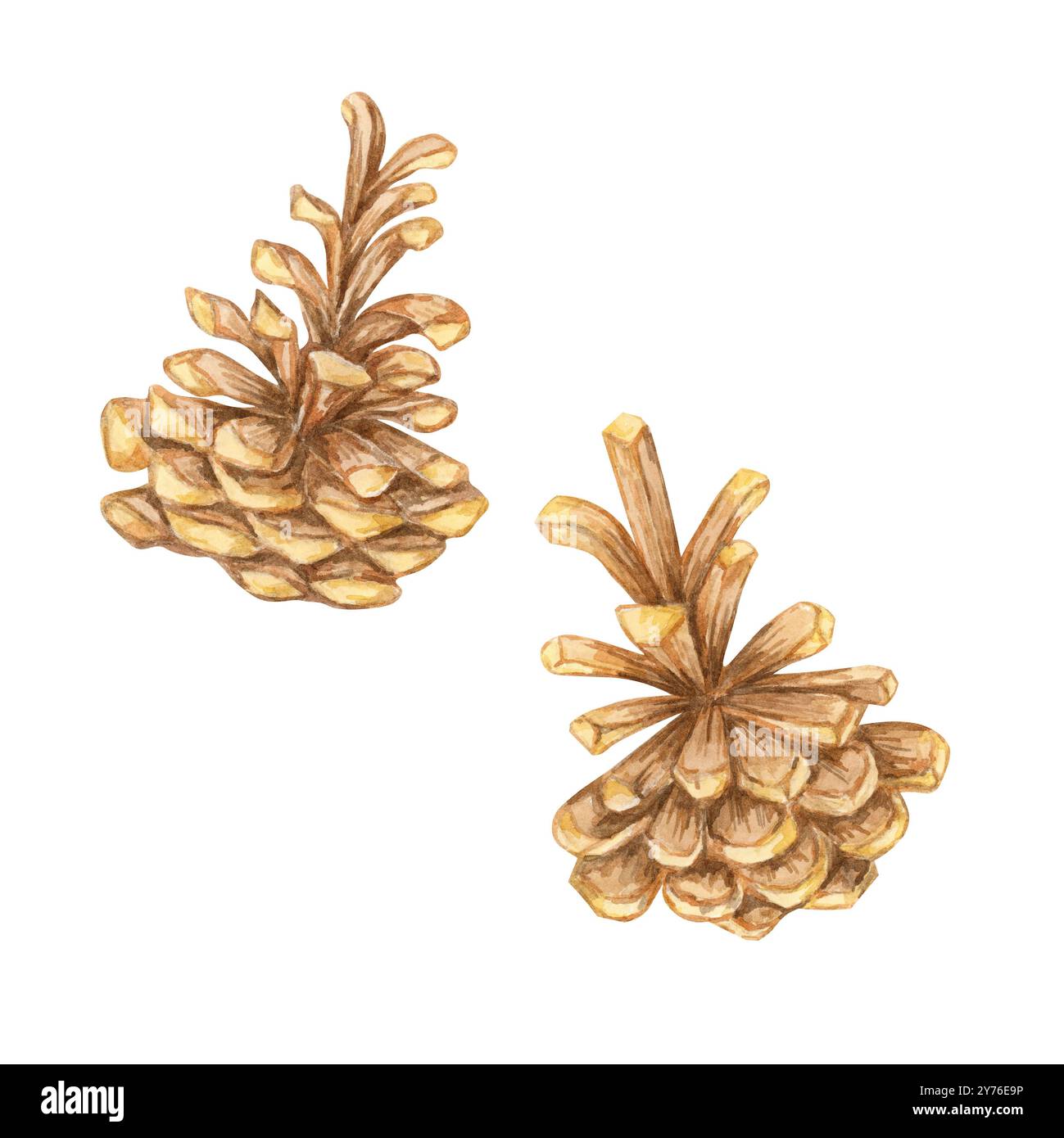 Woodland clipart hi-res stock photography and images - Alamy