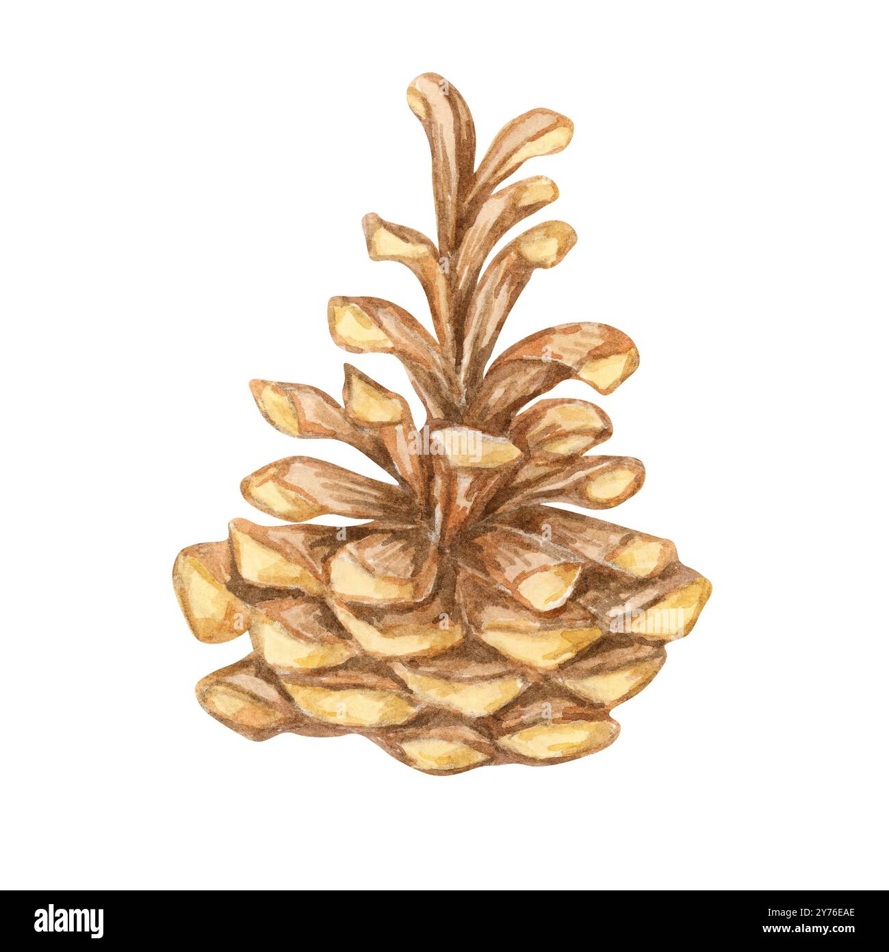 Rustic Pinecone Clip Art