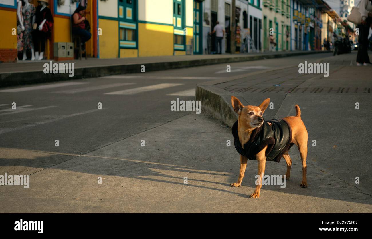 Willys jeep colombia salento hi-res stock photography and images - Alamy