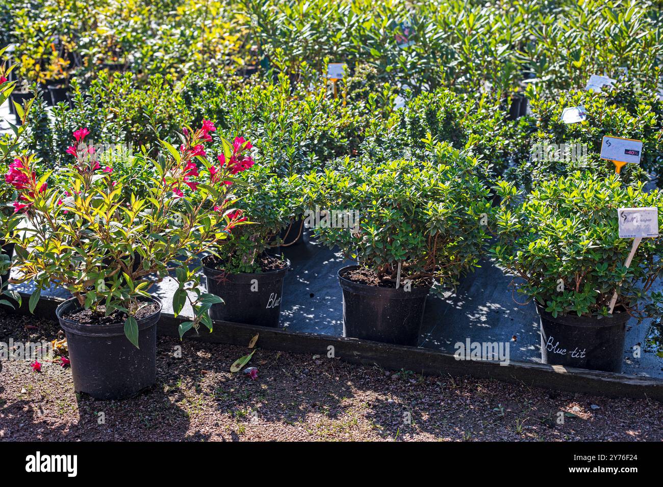 decorative bushes and plants in the nursery. Gardening, care and ...