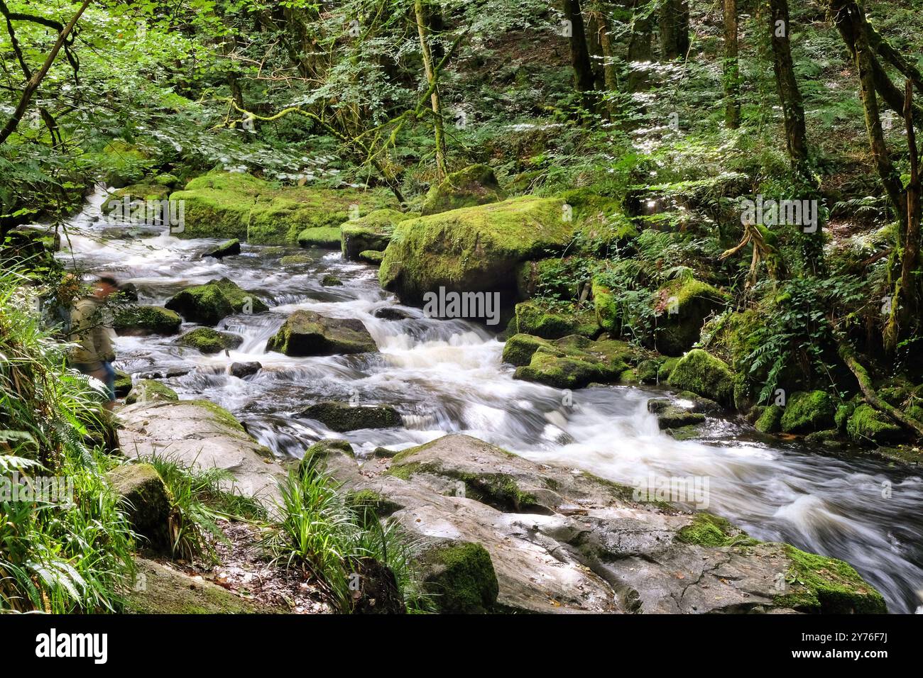 Golitha Falls, on the River Fowey, weaving its way through the ancient ...