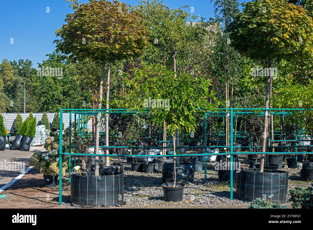 Decorative trees with bushes in the plant nursery. Plants for the ...