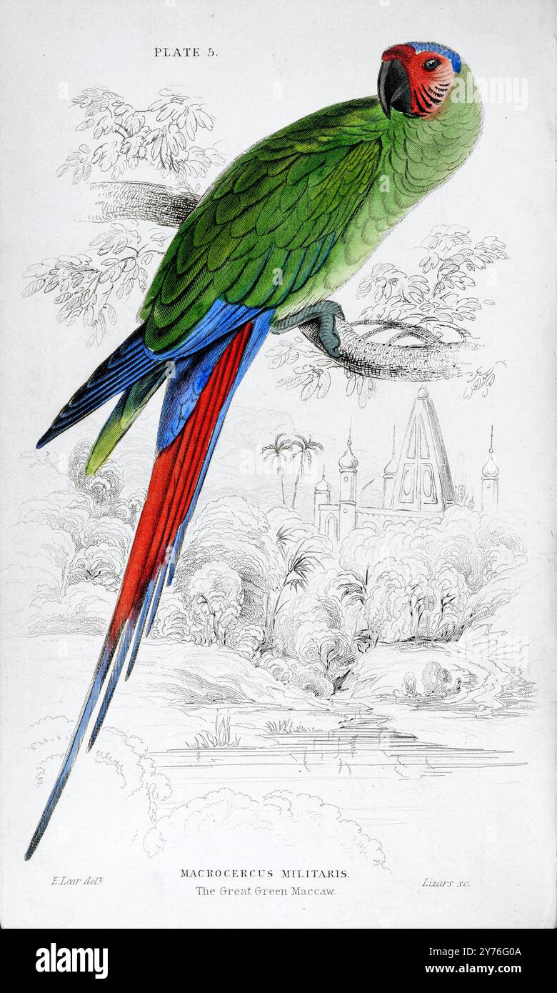 Great Green Maccaw. Parrots. Edward Lear. 1836 Stock Photo - Alamy