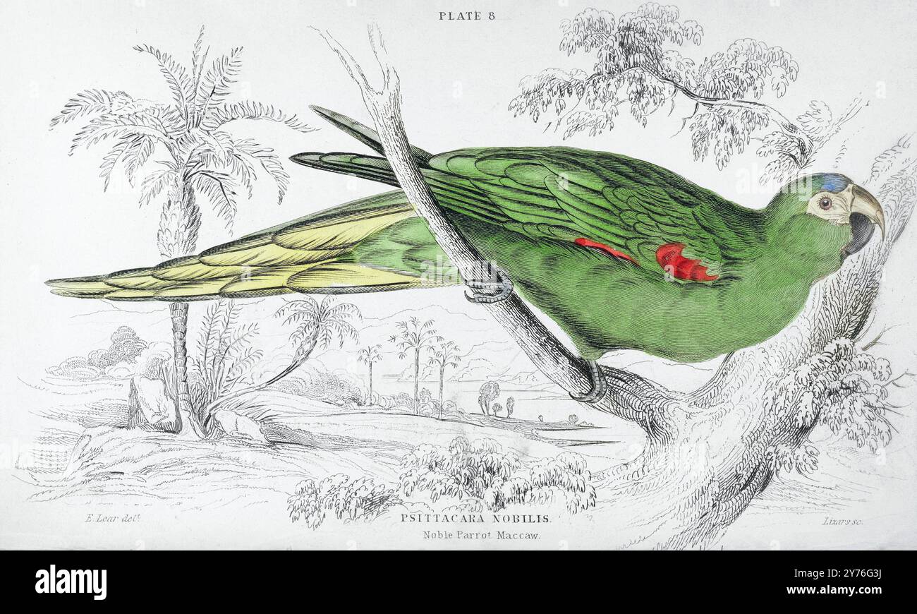 Noble Parrot Maccaw. Parrots. Edward Lear. 1836 Stock Photo - Alamy