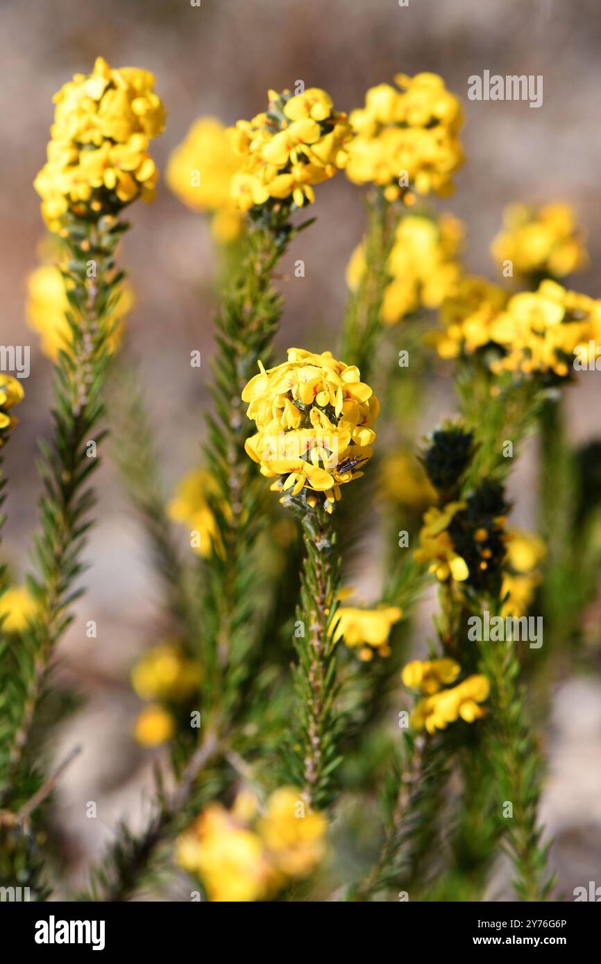 Yellow flowers and inflorescence of the Australian native Showy Parrot ...