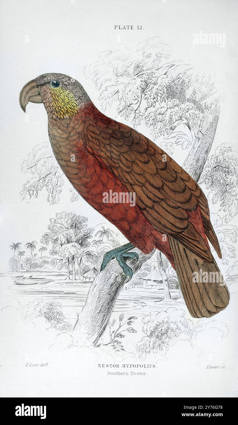 Southern Nestor. Parrots. Edward Lear. 1836 Stock Photo - Alamy