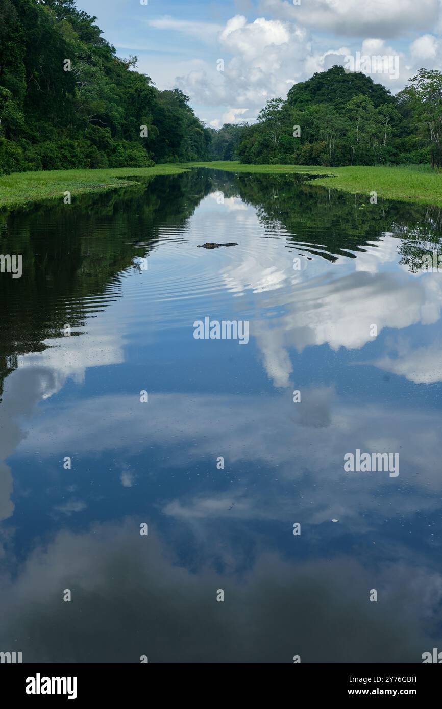 Amazon amphibian hi-res stock photography and images - Alamy