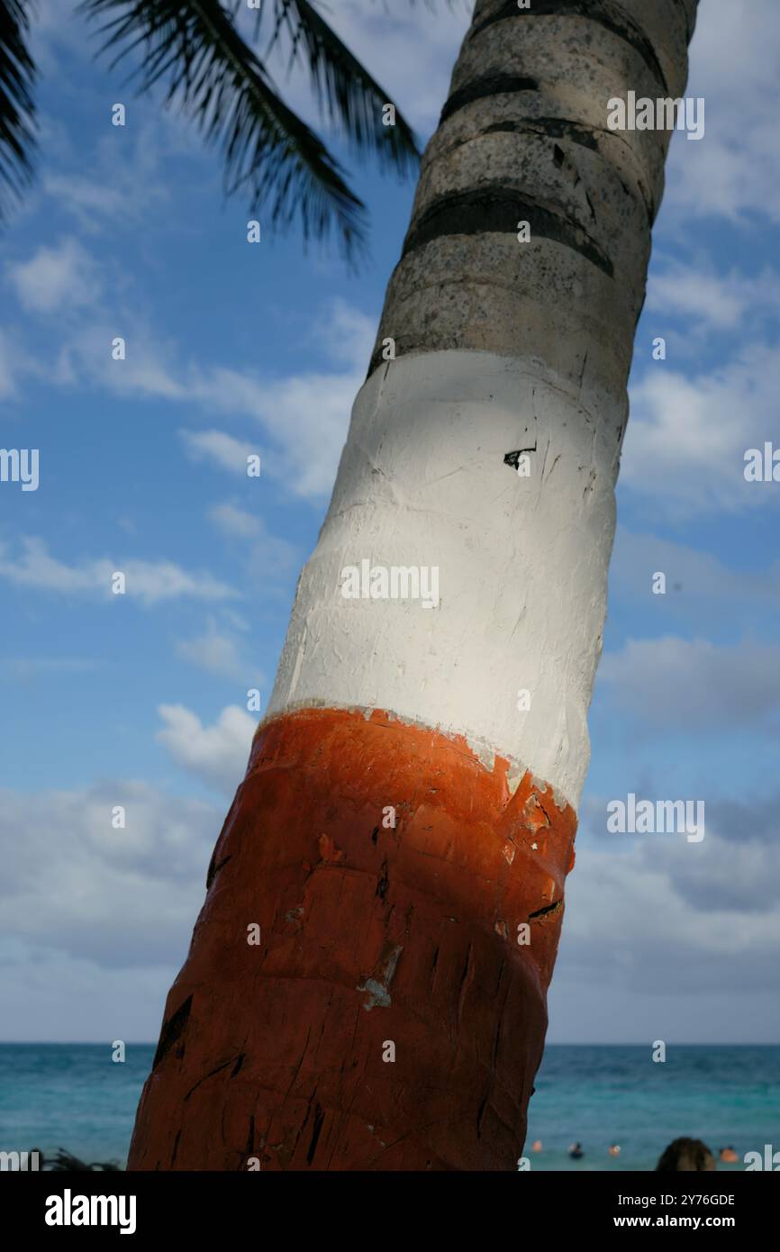 painted palm tree on san andres beach, Colombia Stock Photo - Alamy