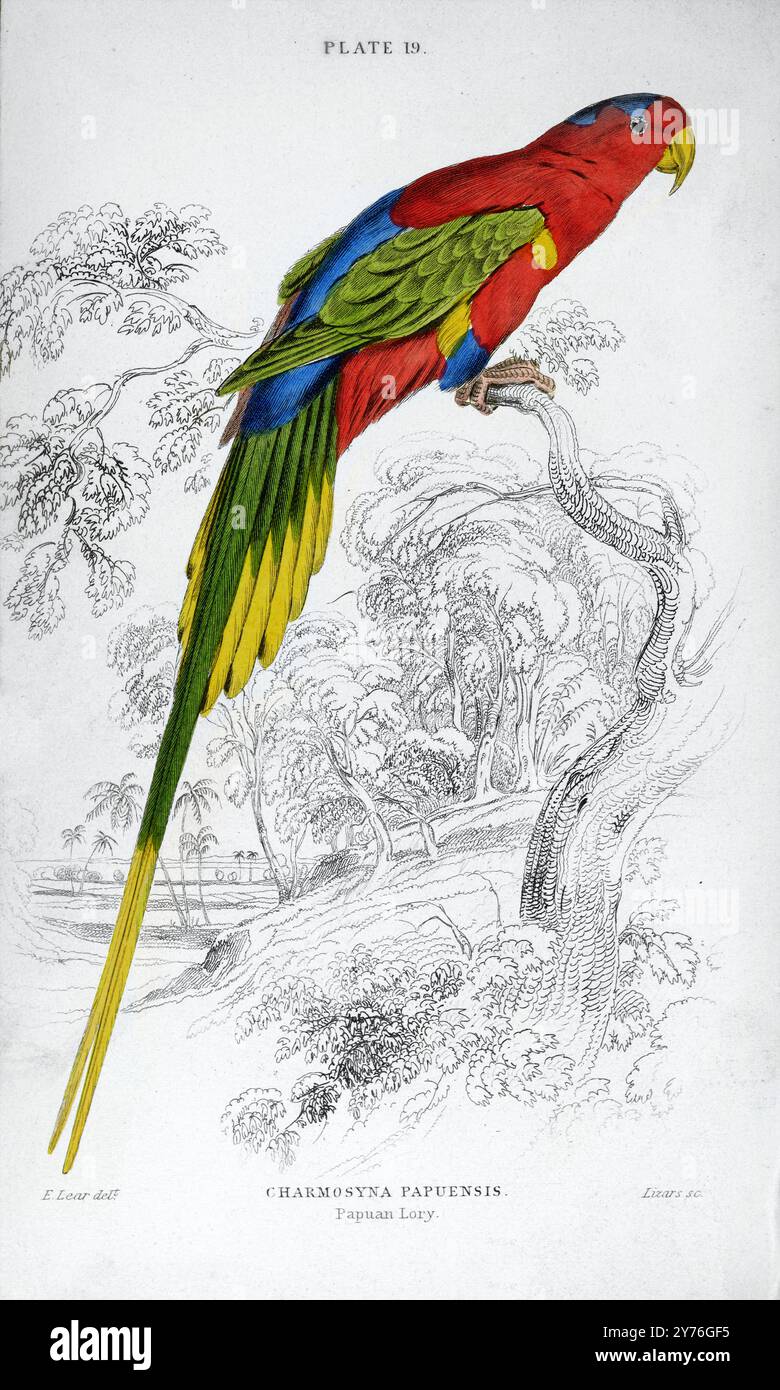 Psittiacus papuensis hi-res stock photography and images - Alamy