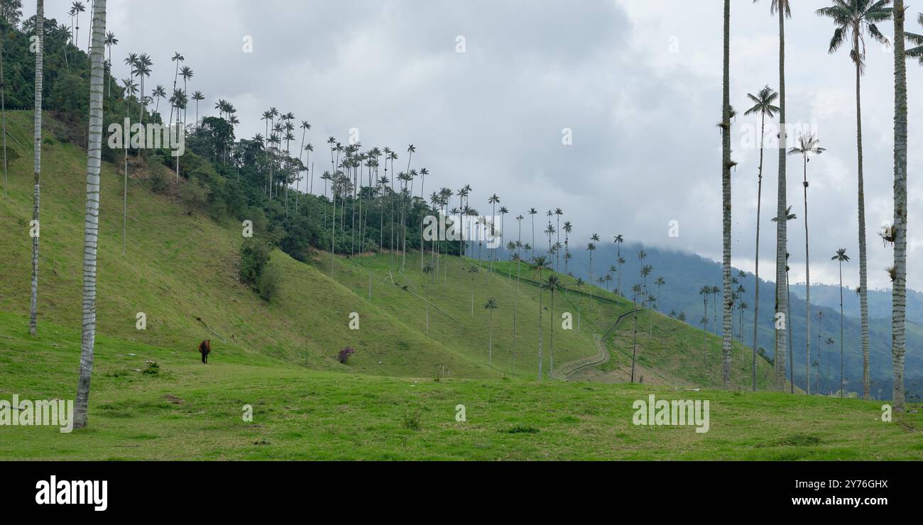 La Carbonera tall palm trees forest in Colombia Stock Photo - Alamy