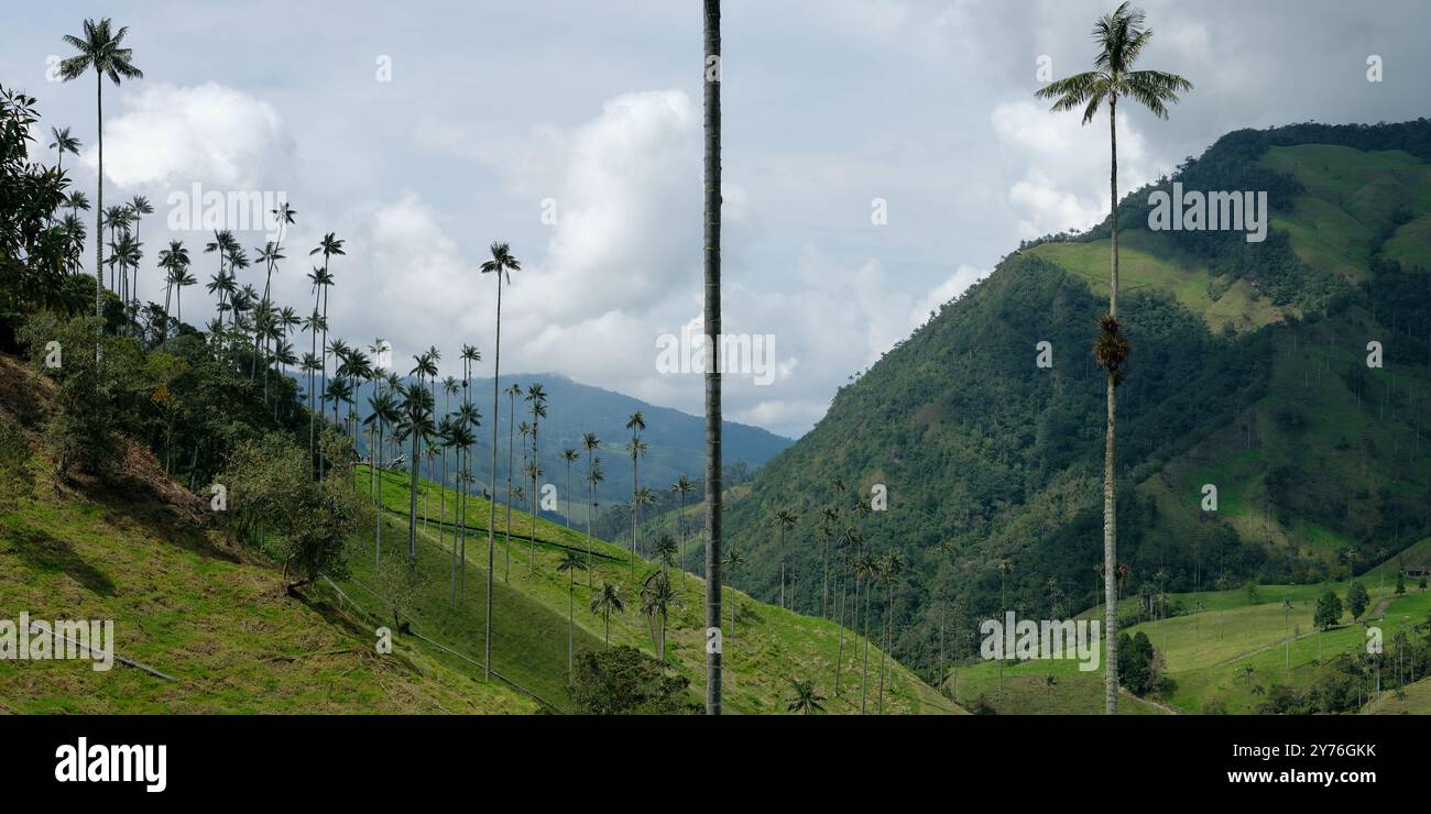 La Carbonera tall palm trees forest in Colombia Stock Photo - Alamy