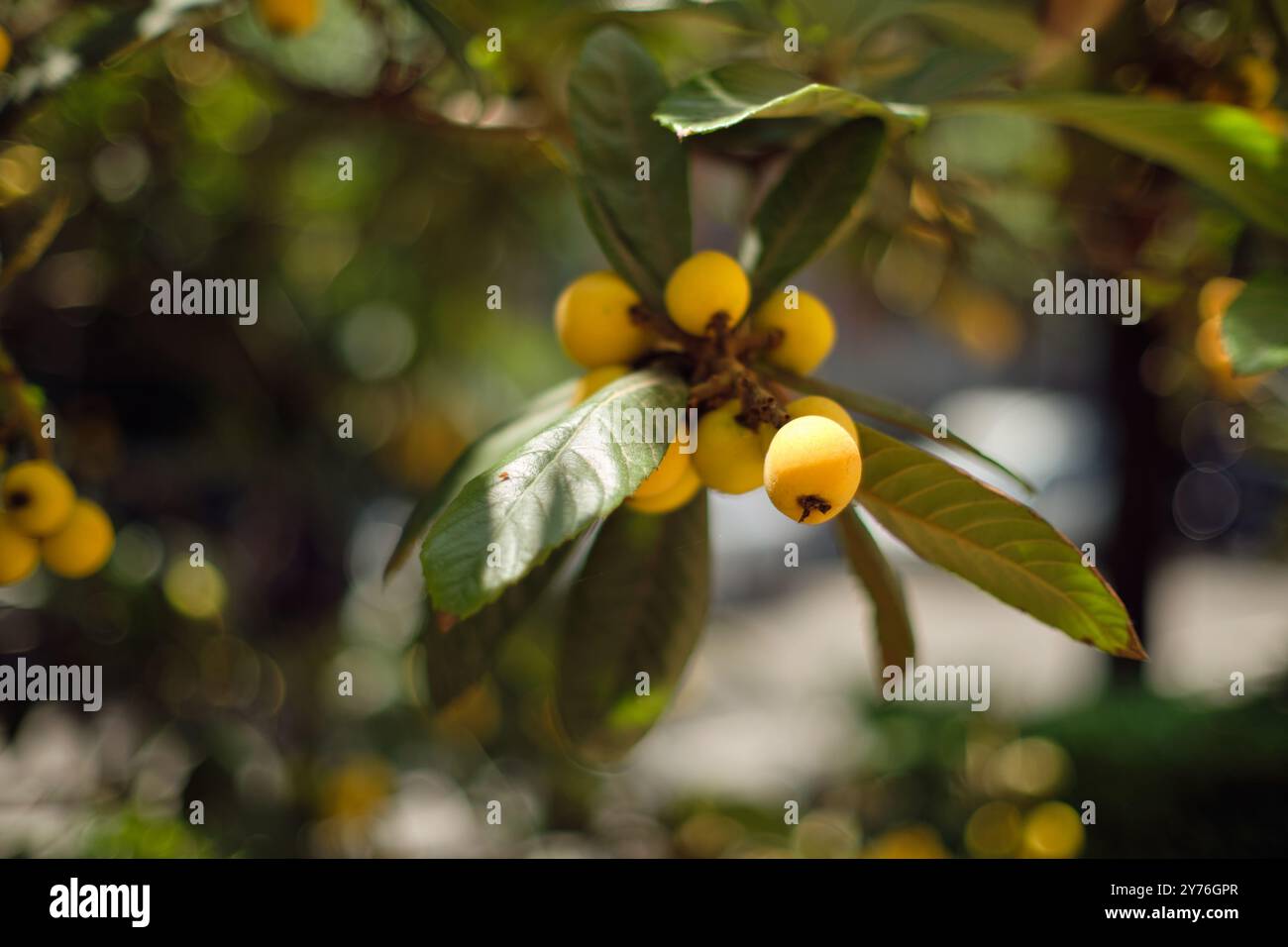 Medlar fruit tree ripe edible fruits hi-res stock photography and ...