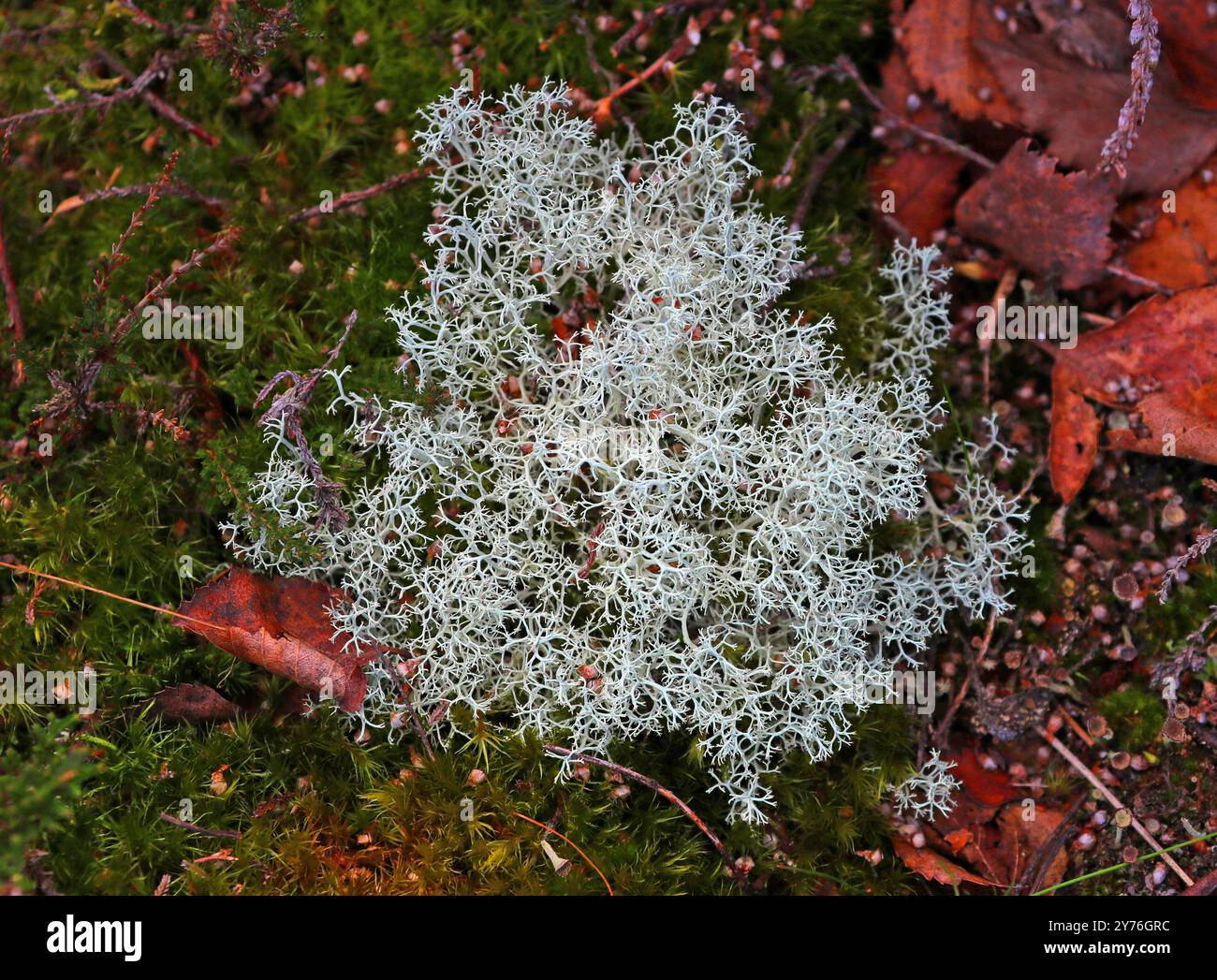 Cream cup lichen hi-res stock photography and images - Alamy