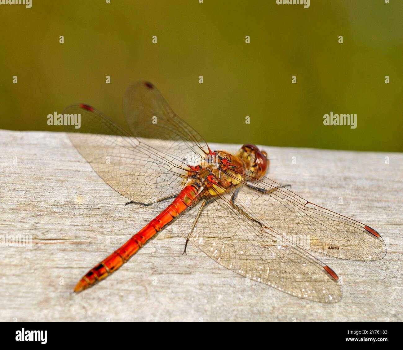 A male Common darter, Sympetrum striolatum, resting on wood. Good ...