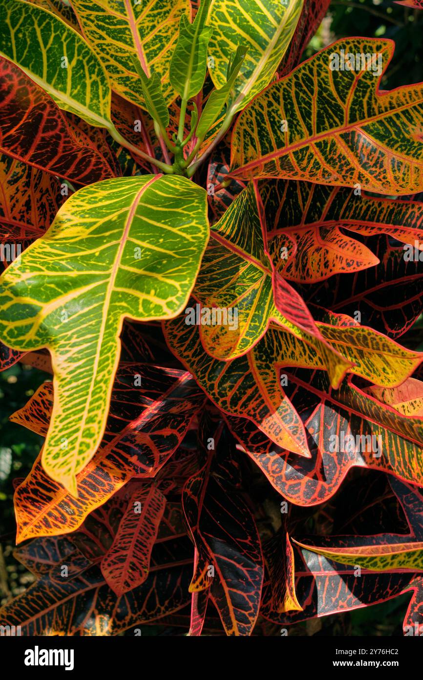 Colorful red and green croton tropical plant Stock Photo - Alamy