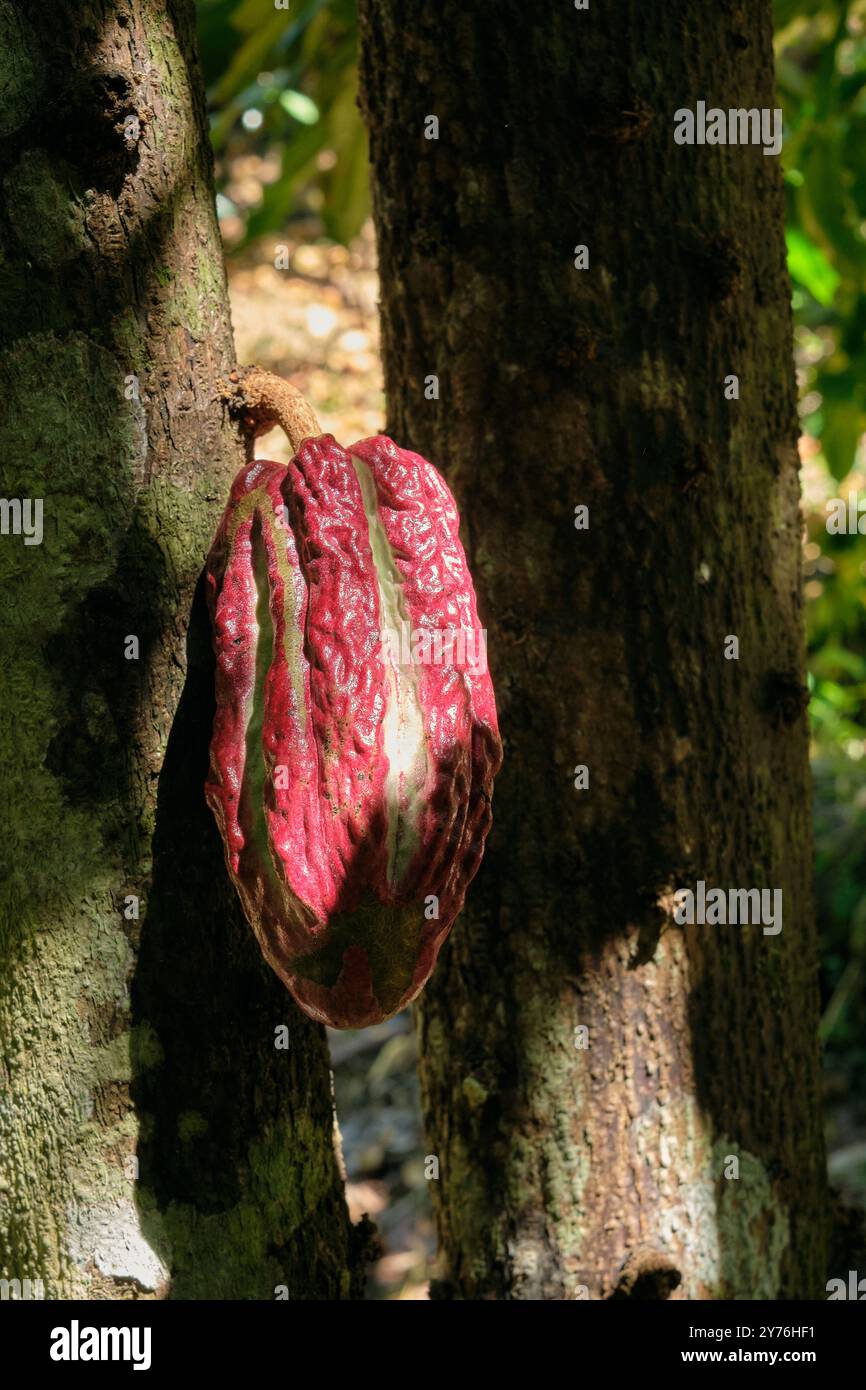 Cocoa pods colombia hi-res stock photography and images - Alamy