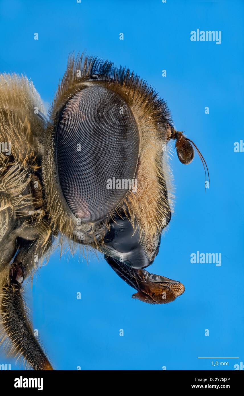 Face with large compound eyes of the hoverfly Volucella bombylans Stock ...