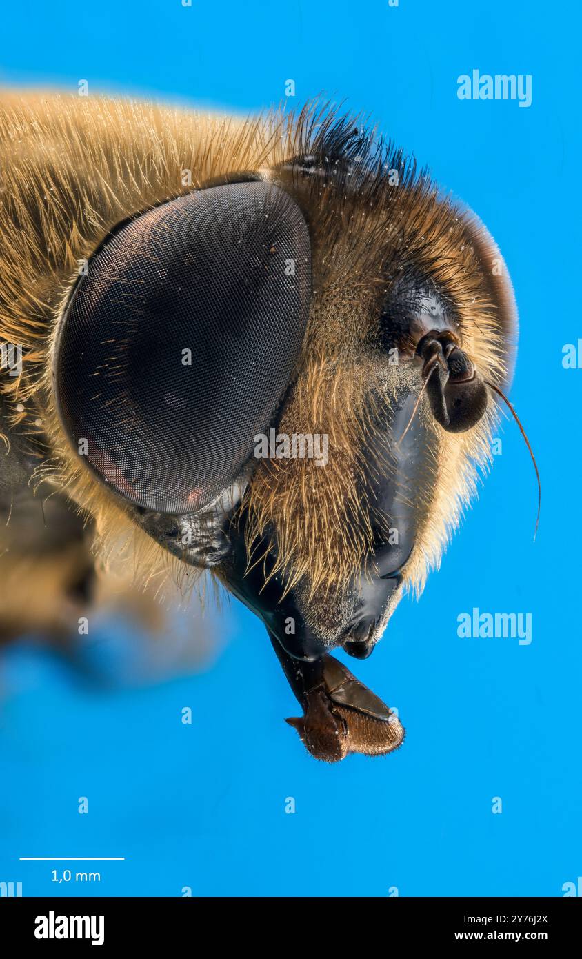 Face with large compound eyes of the hoverfly Volucella bombylans Stock ...