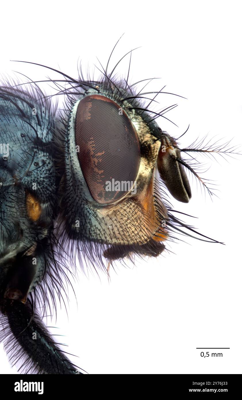 Calliphora uralensis hi-res stock photography and images - Alamy