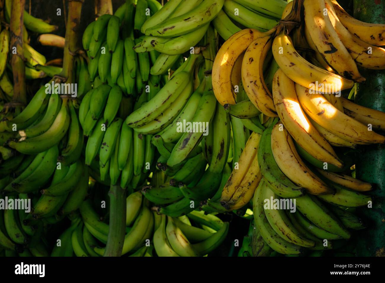 Bundles of green and yellow bananas in colombian street market Stock ...