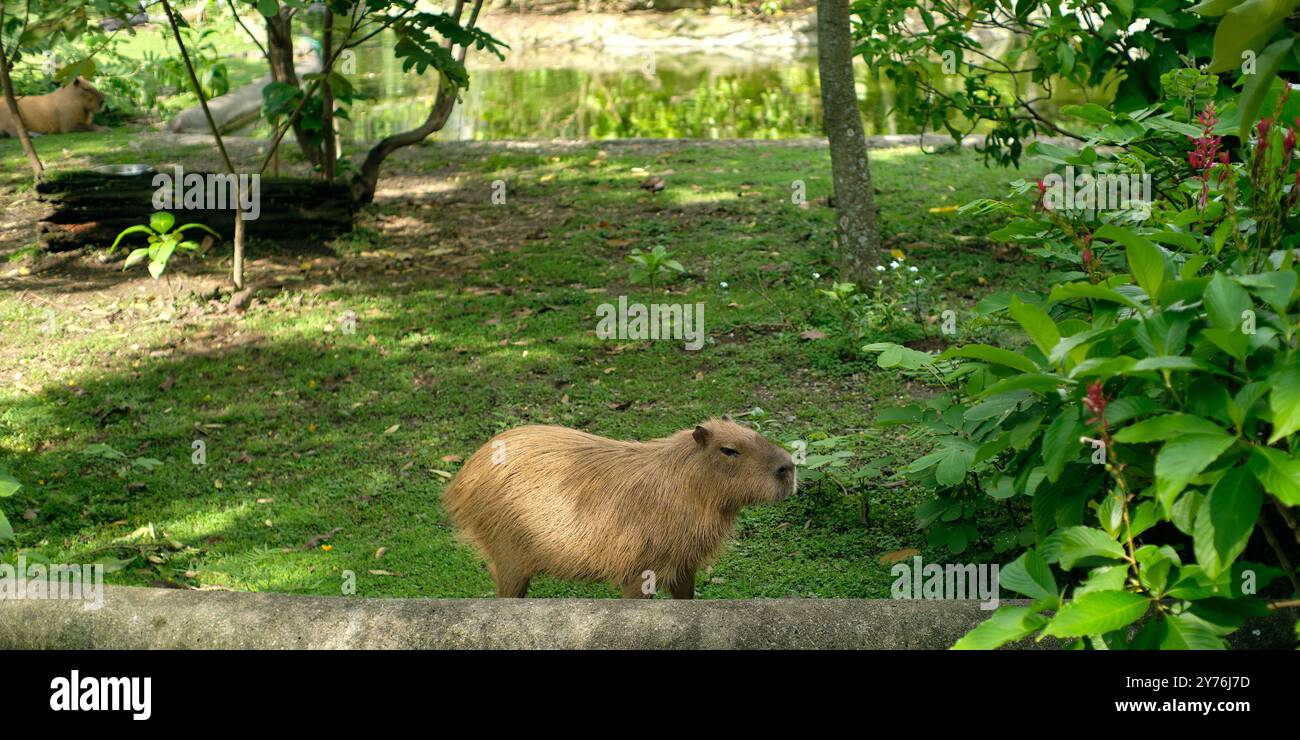Capybara relaxing at Medellin botanical gardens, Colombia Stock Photo ...