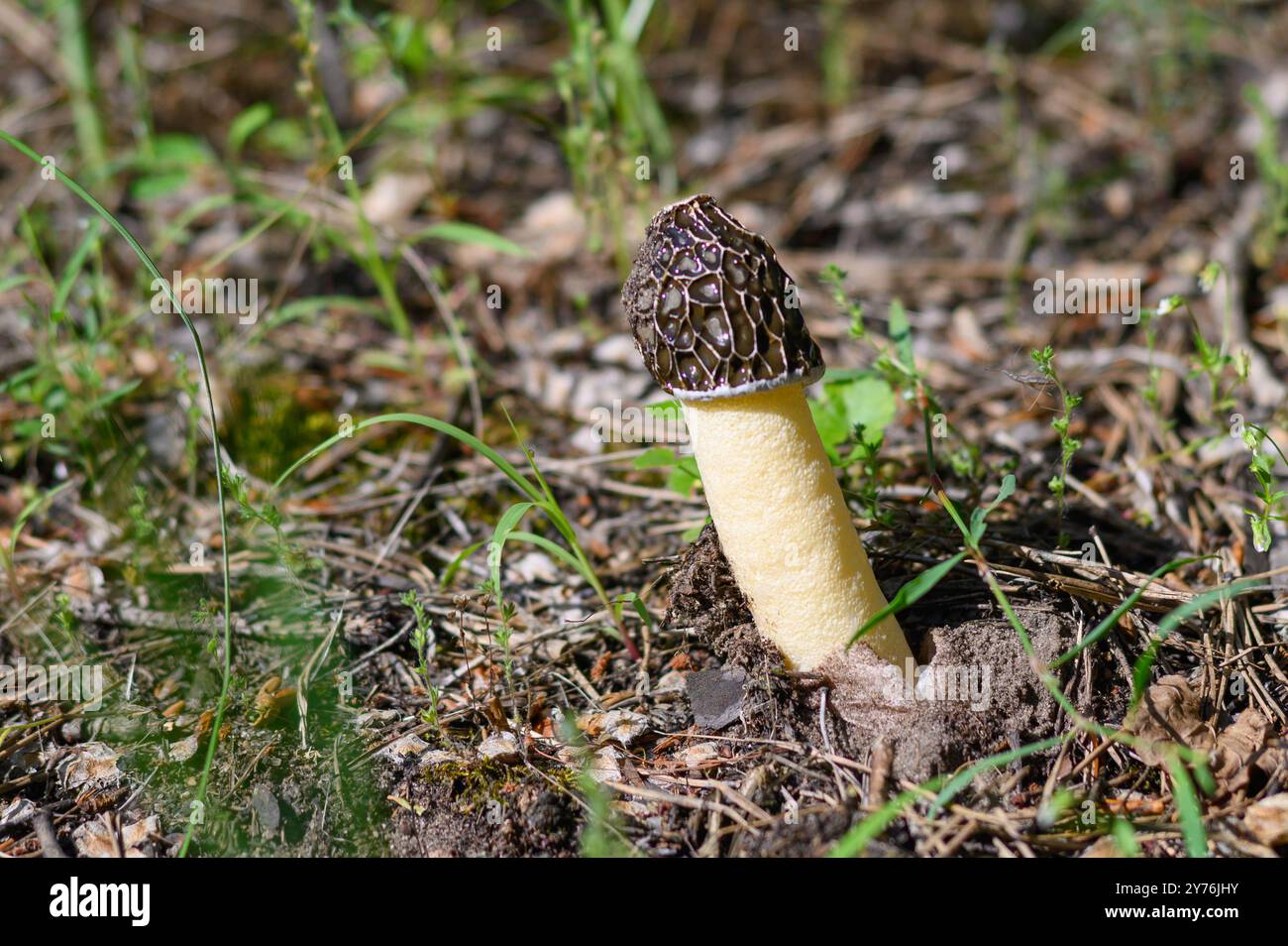 Growing morel in the forest close-up. Morel on a long stem Stock Photo ...