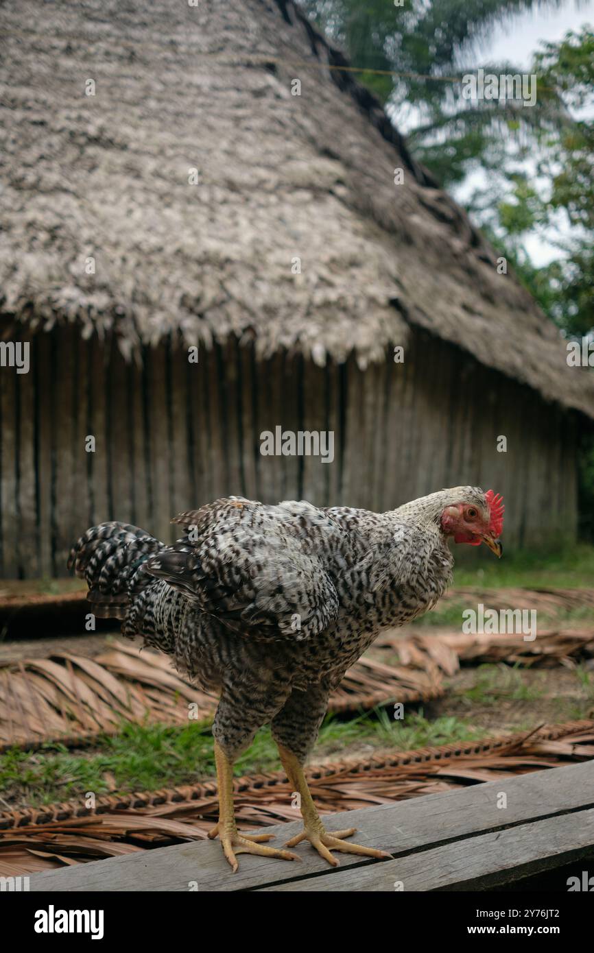 Indigenous people brazil hut hi-res stock photography and images - Alamy