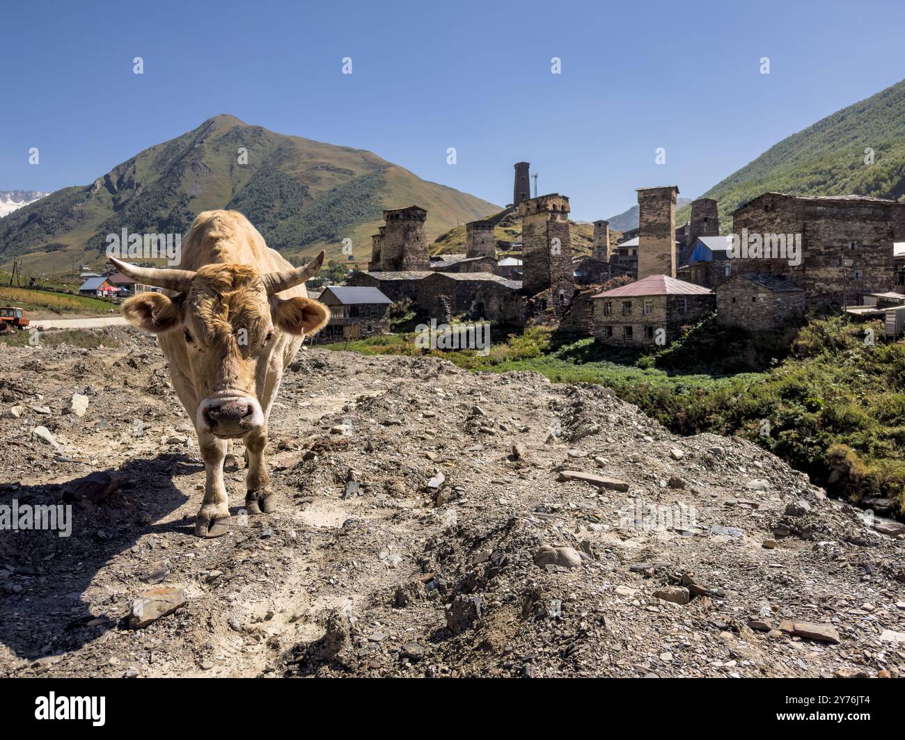 Svaneti Cow with Village Towers Stock Photo - Alamy