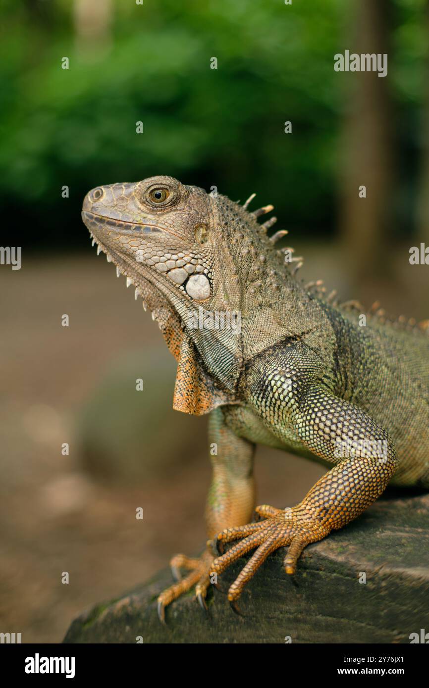 Green iguana standing next to a lake in Medellin Botanical Gardens ...