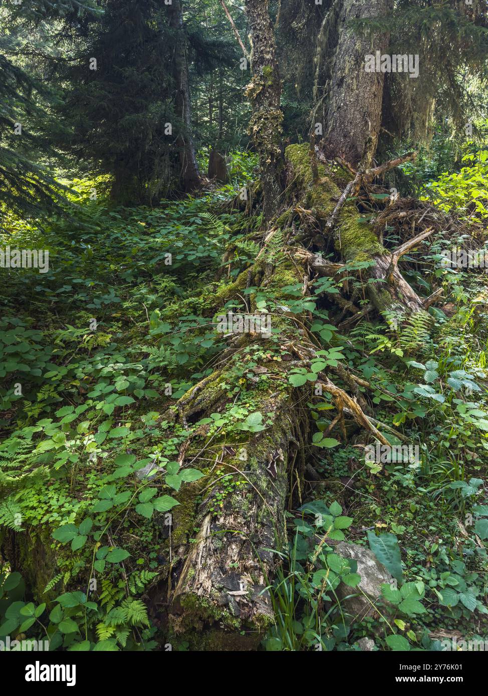 Dense Forest with Fallen Tree Stock Photo - Alamy