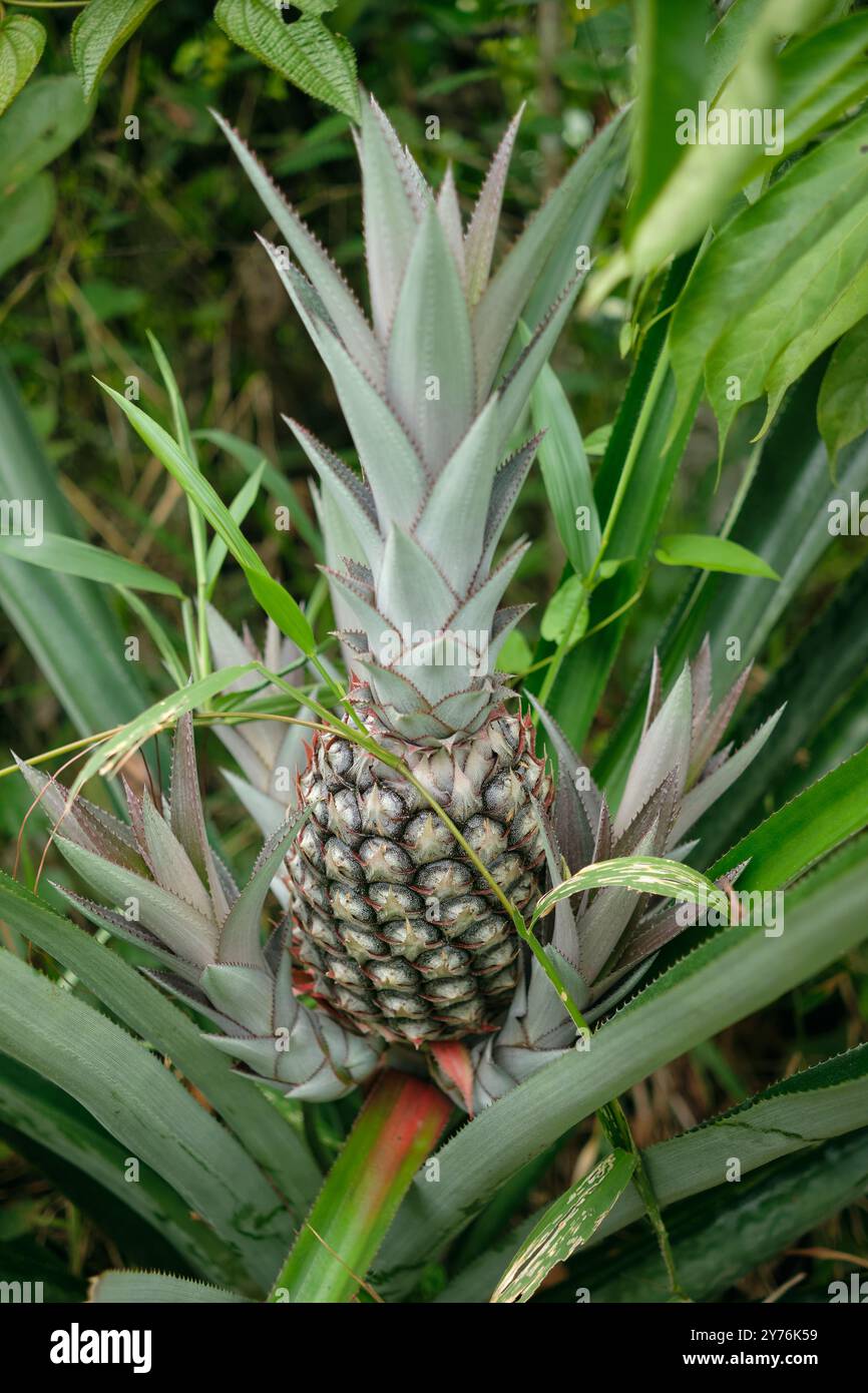 Little pineapple fruit growing up Stock Photo - Alamy