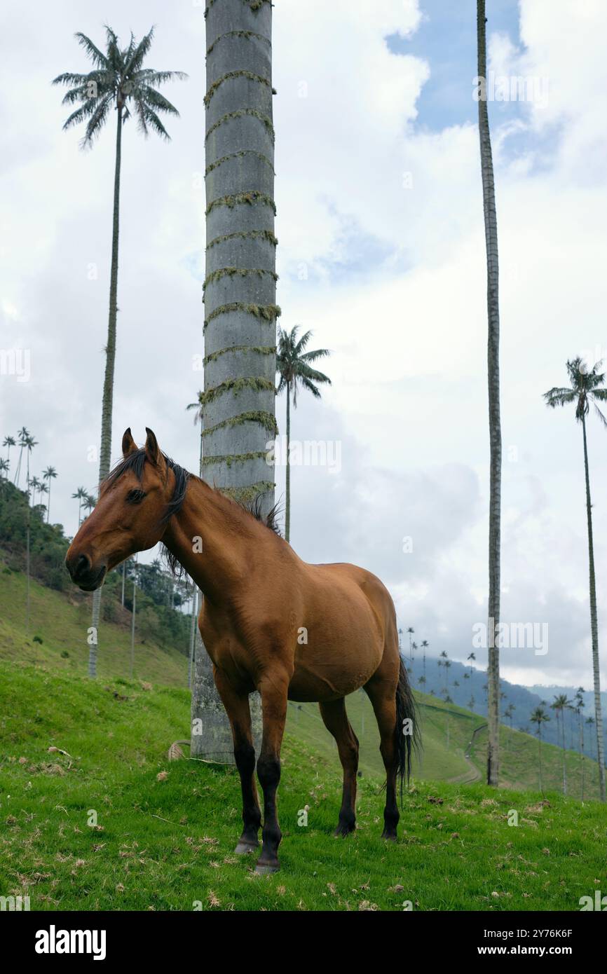 La Carbonera tall palm trees forest in Colombia Stock Photo - Alamy