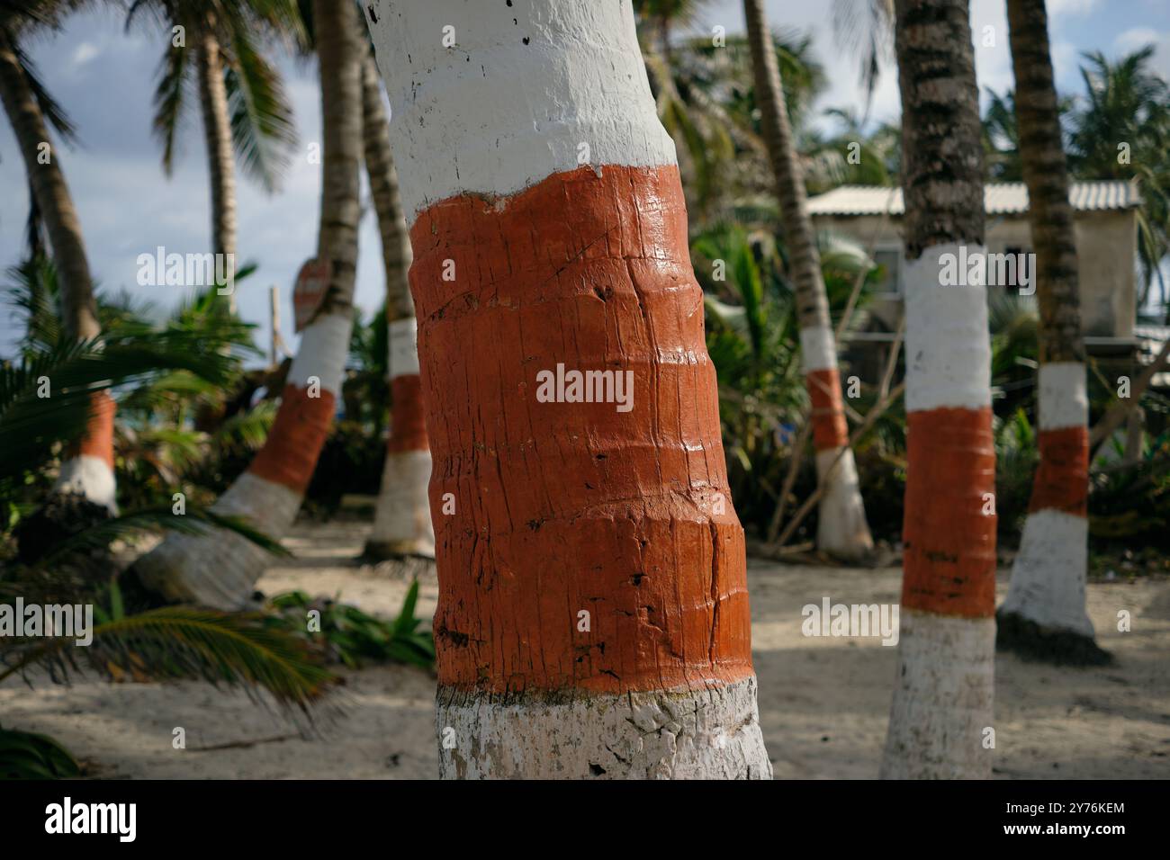 painted palm tree on san andres beach, Colombia Stock Photo - Alamy