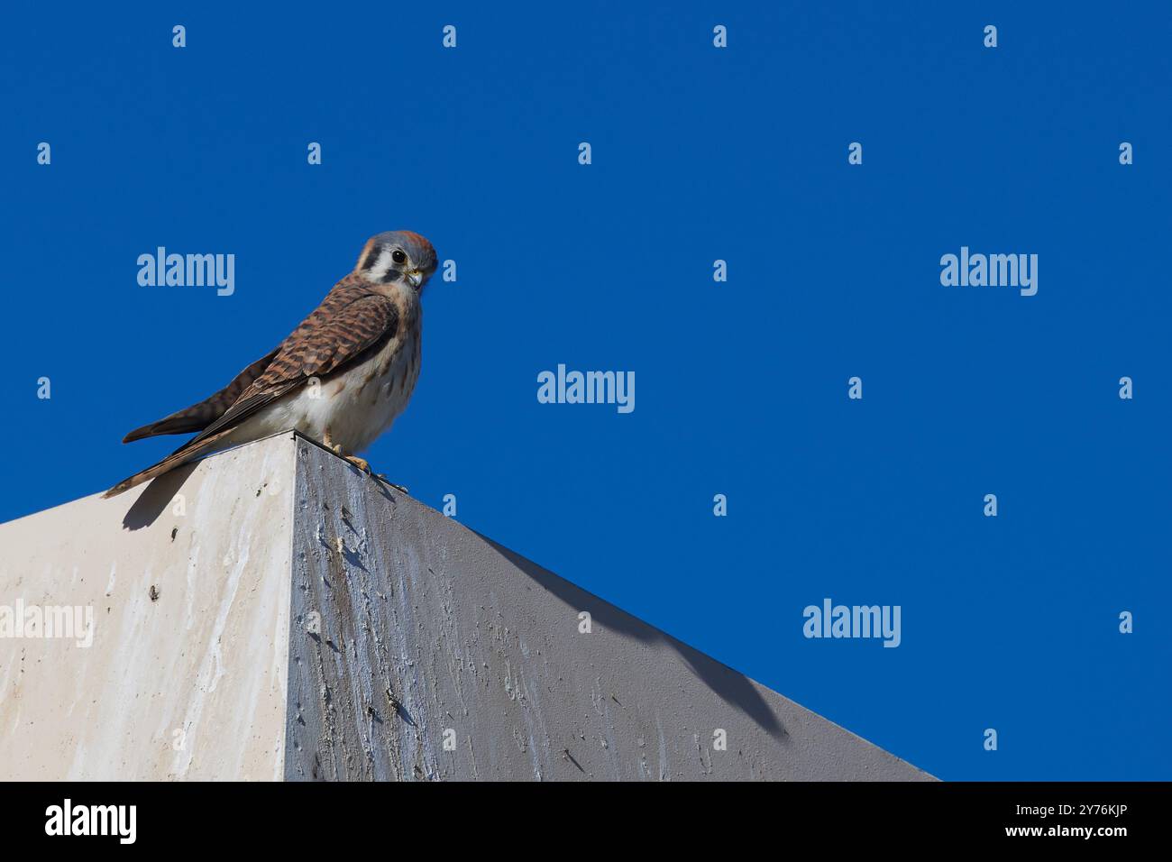 Hawk sitting on chimney surveying area for food Stock Photo - Alamy