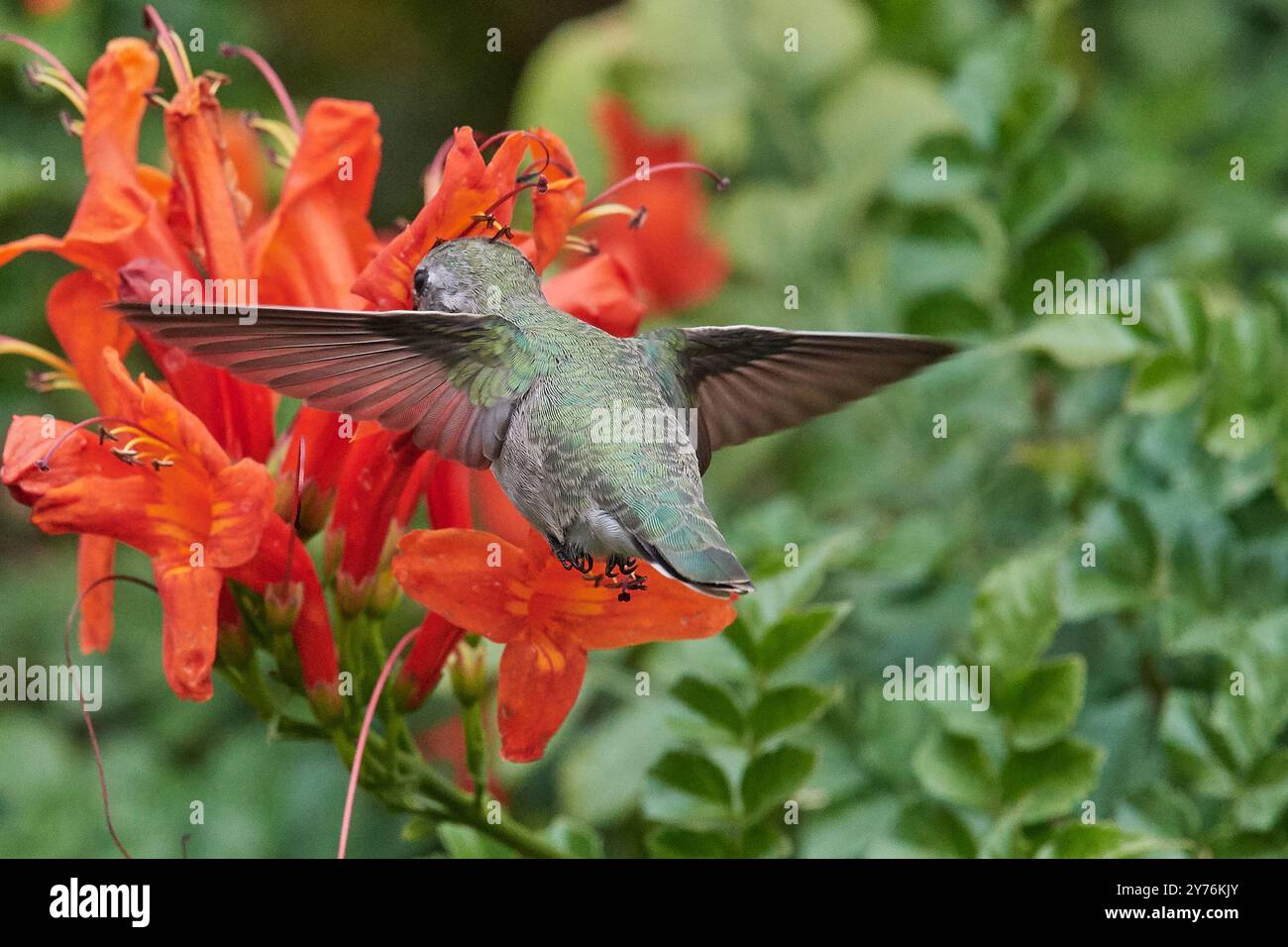 Hummingbird located in Palm Springs, Southern California Stock Photo ...