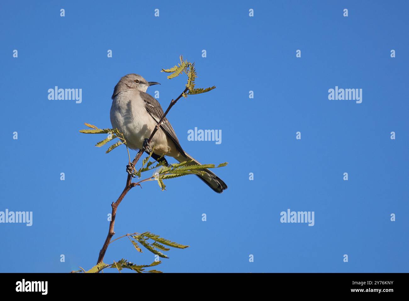 The mocking bird hi-res stock photography and images - Alamy