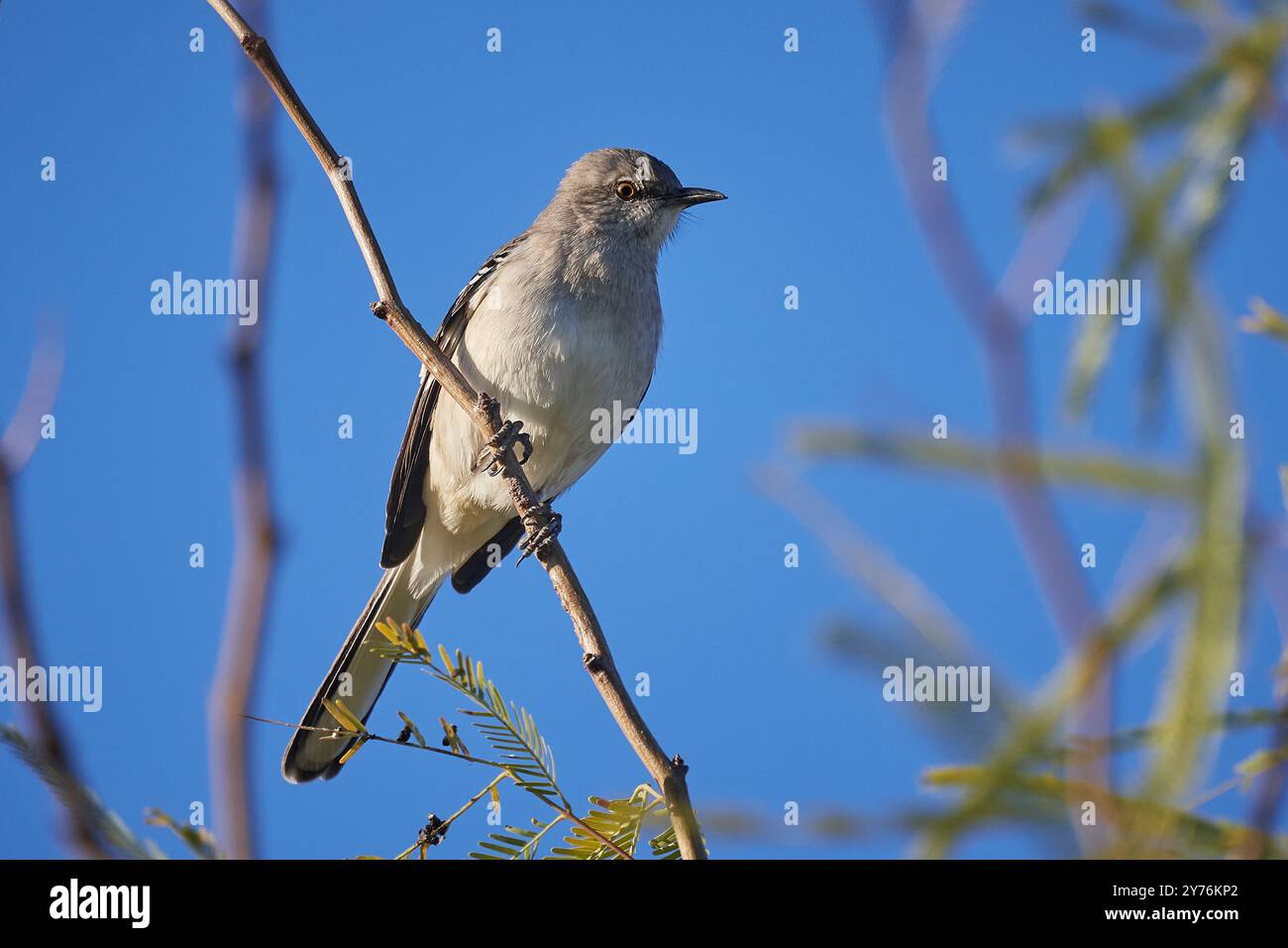 Mocking bird sitting on a branch Stock Photo - Alamy