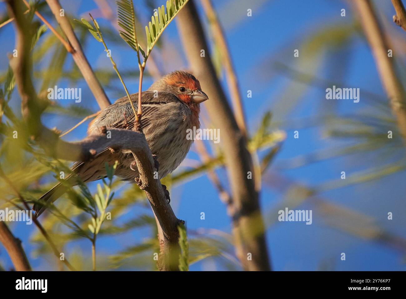 Red face sparrow perched on branch Stock Photo - Alamy