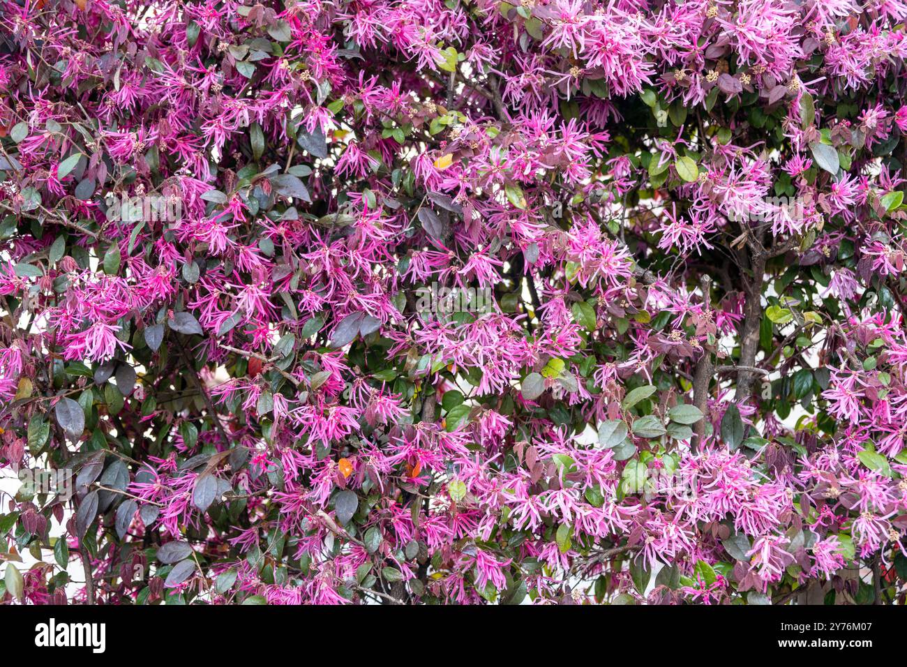 Chinese fringe flower, strap flower ornamental plant blooming ...