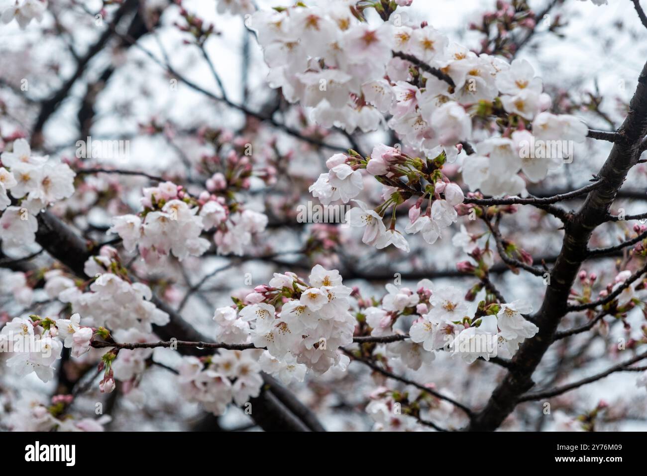 Cherry bloosom, blooming cherry trees closeup view. Springtime, sakura tree flowers in Japan ...