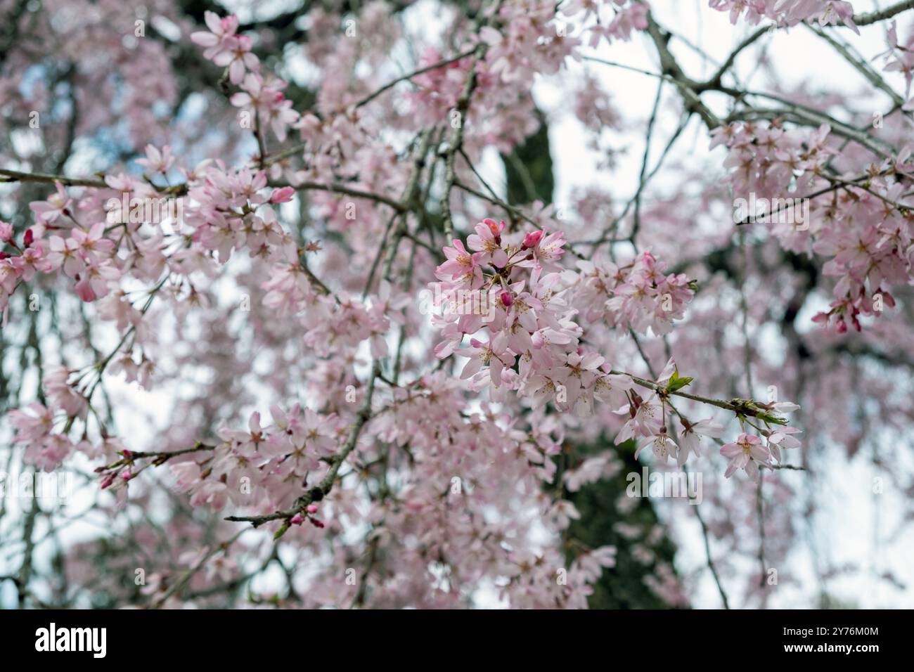 Cherry bloosom, blooming cherry trees closeup view. Springtime, sakura tree flowers in Japan ...