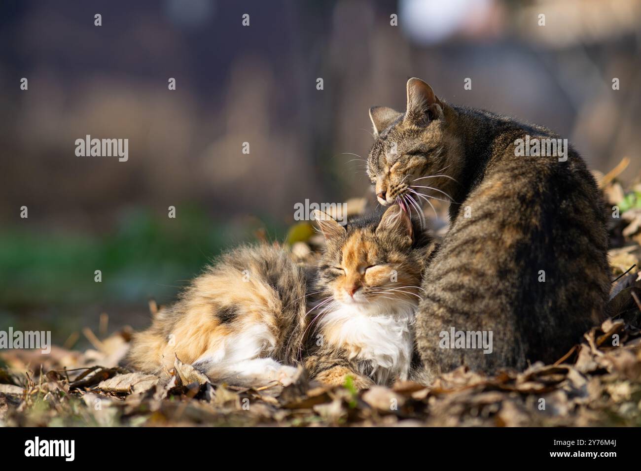 Two cats showing love to each other Stock Photo - Alamy