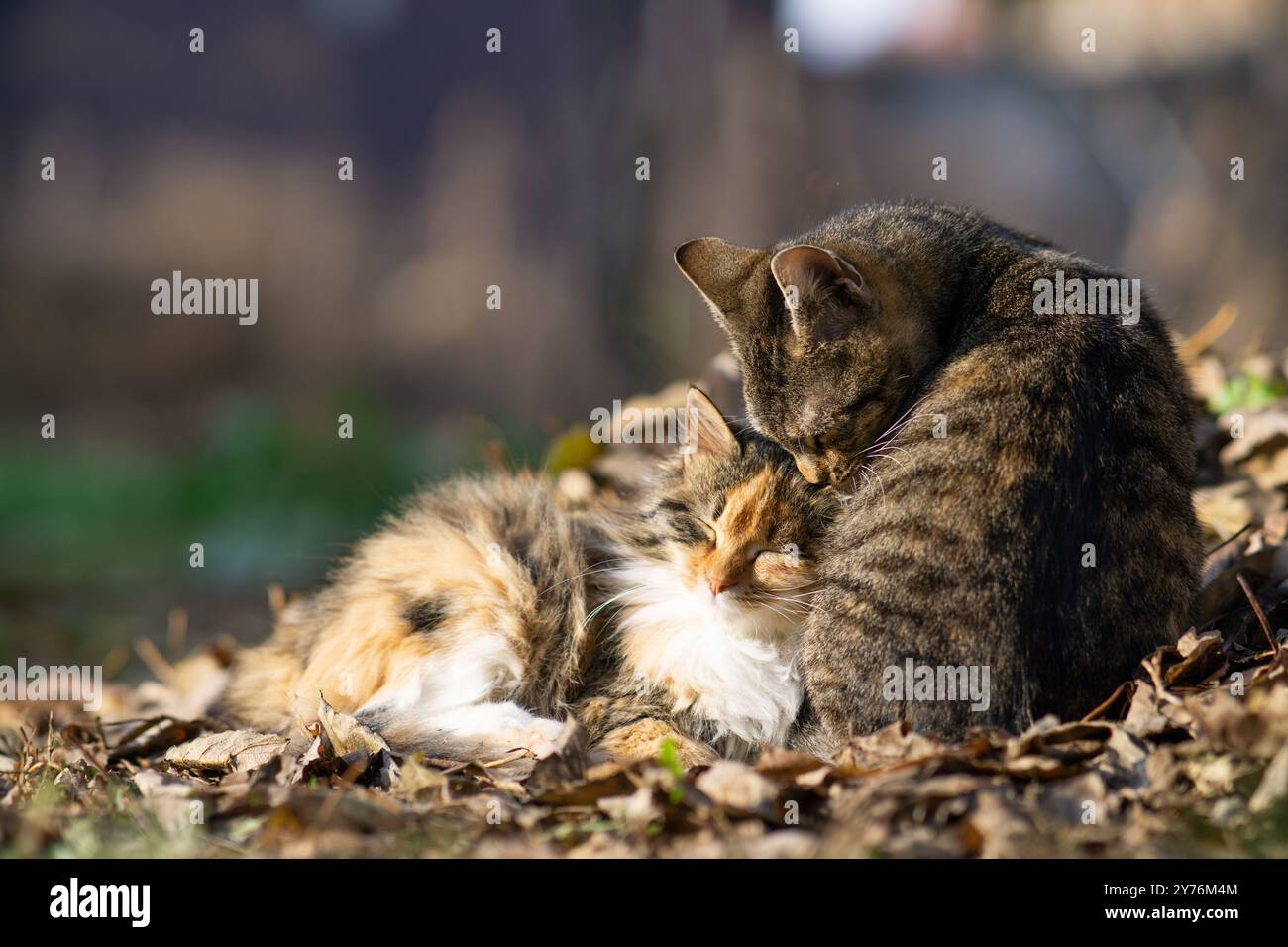 Two different breed cats hi-res stock photography and images - Alamy