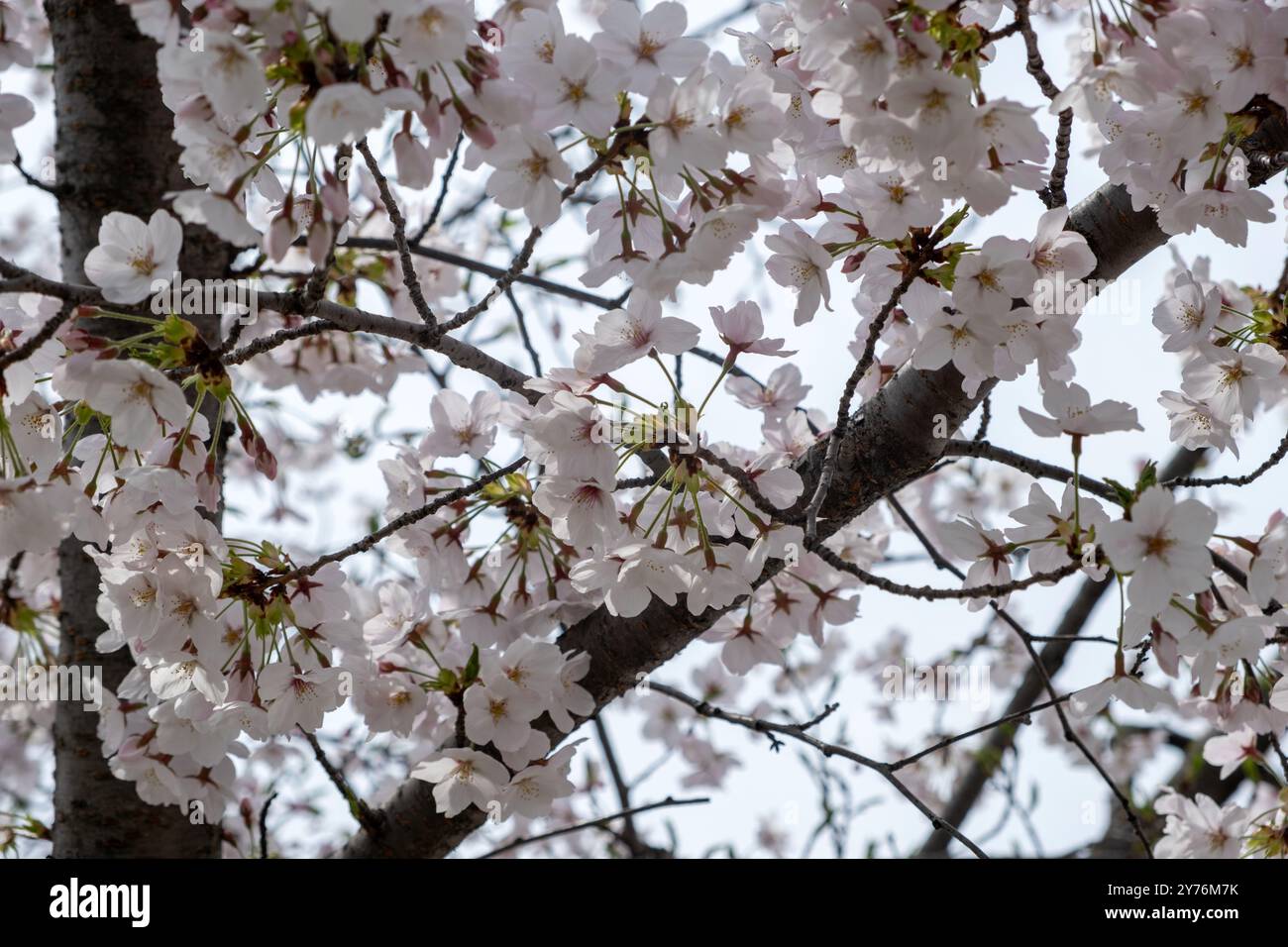 Cherry bloosom, blooming cherry trees closeup view. Springtime, sakura ...