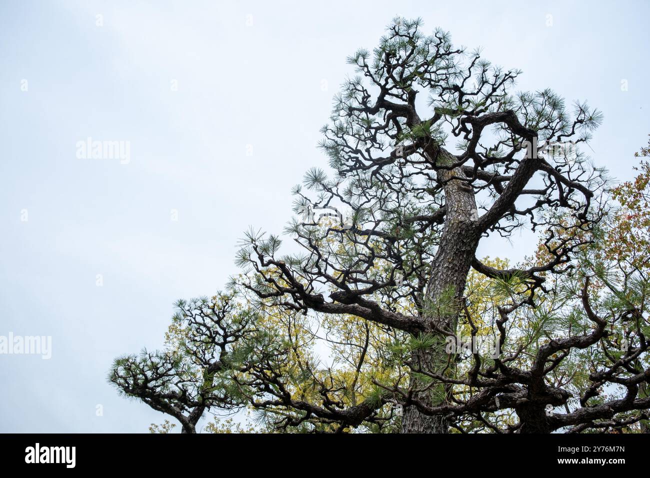 Japanese pine tree, black pine Pinus thunbergii branches and needles ...