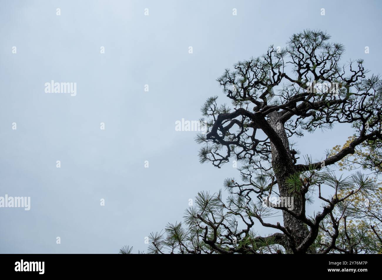 Japanese pine tree, black pine Pinus thunbergii branches and needles ...