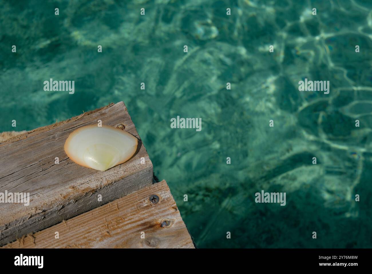 sea shell at cayo cangrejo, crab key, in Providencia island, Colombia ...