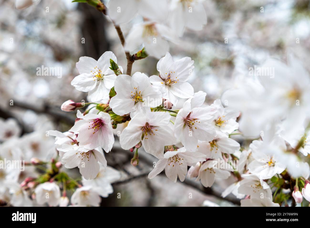 Cherry bloosom, blooming cherry trees closeup view. Springtime, sakura tree flowers in Japan ...
