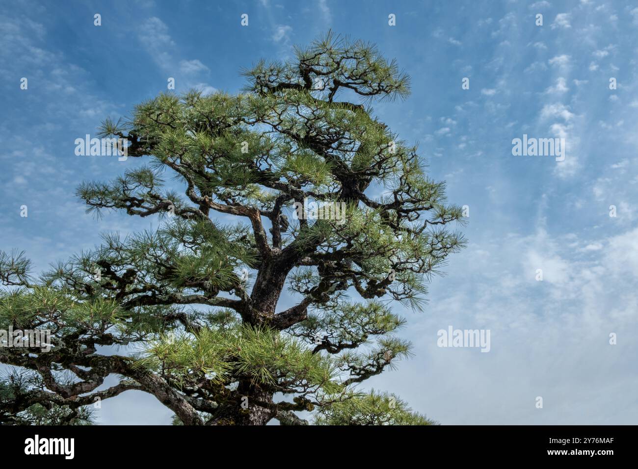 Japanese pine tree, black pine Pinus thunbergii branches and needles ...