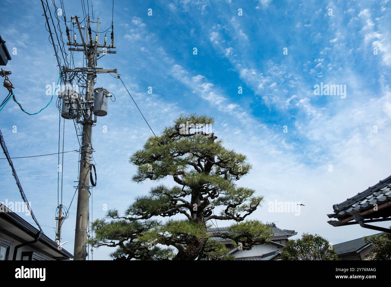 Japanese pine tree, power cable poles and black pine branches above ...